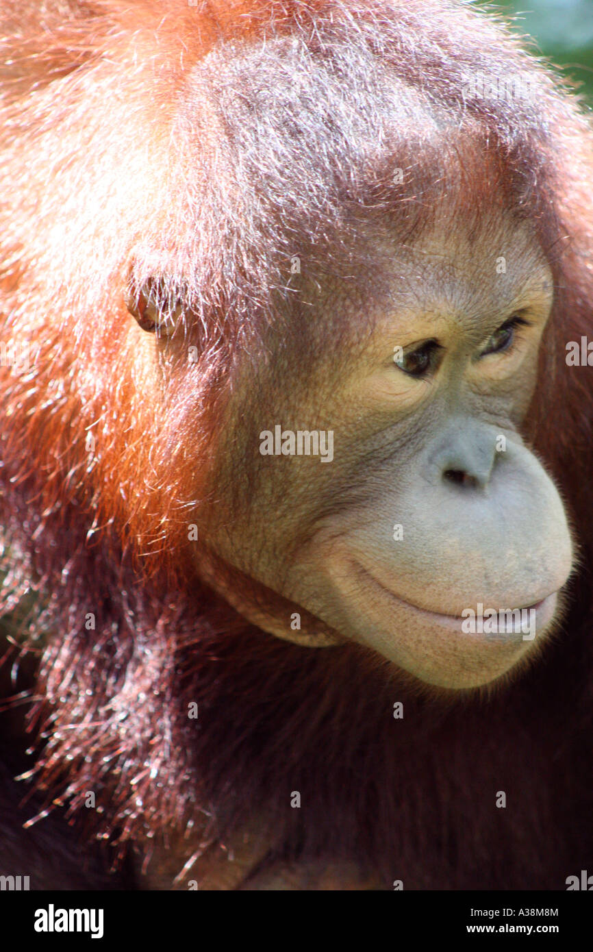 Orang Utan Nest Fotos Und Bildmaterial In Hoher Auflösung Alamy