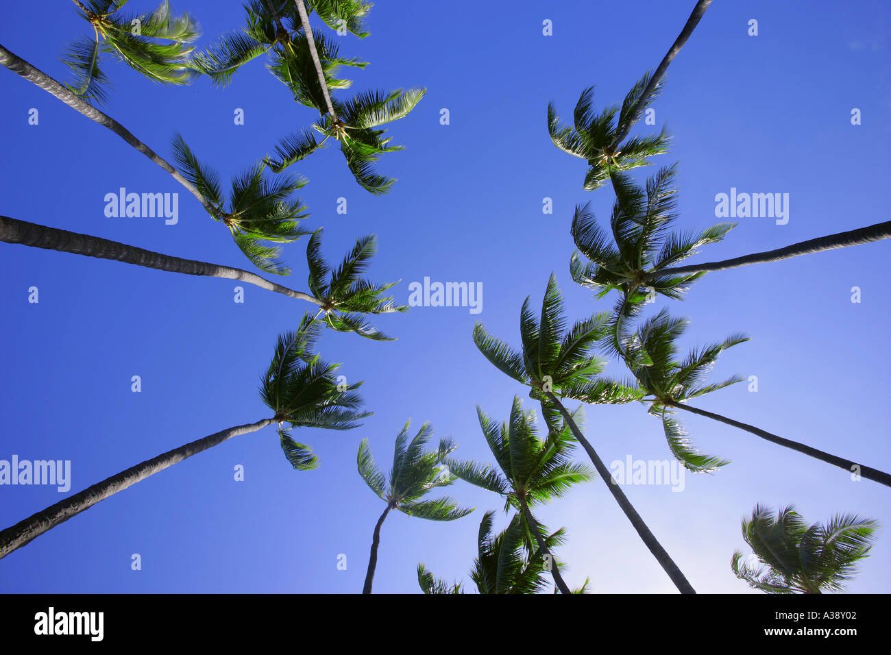 Wind blown palm trees -Fotos und -Bildmaterial in hoher Auflösung – Alamy