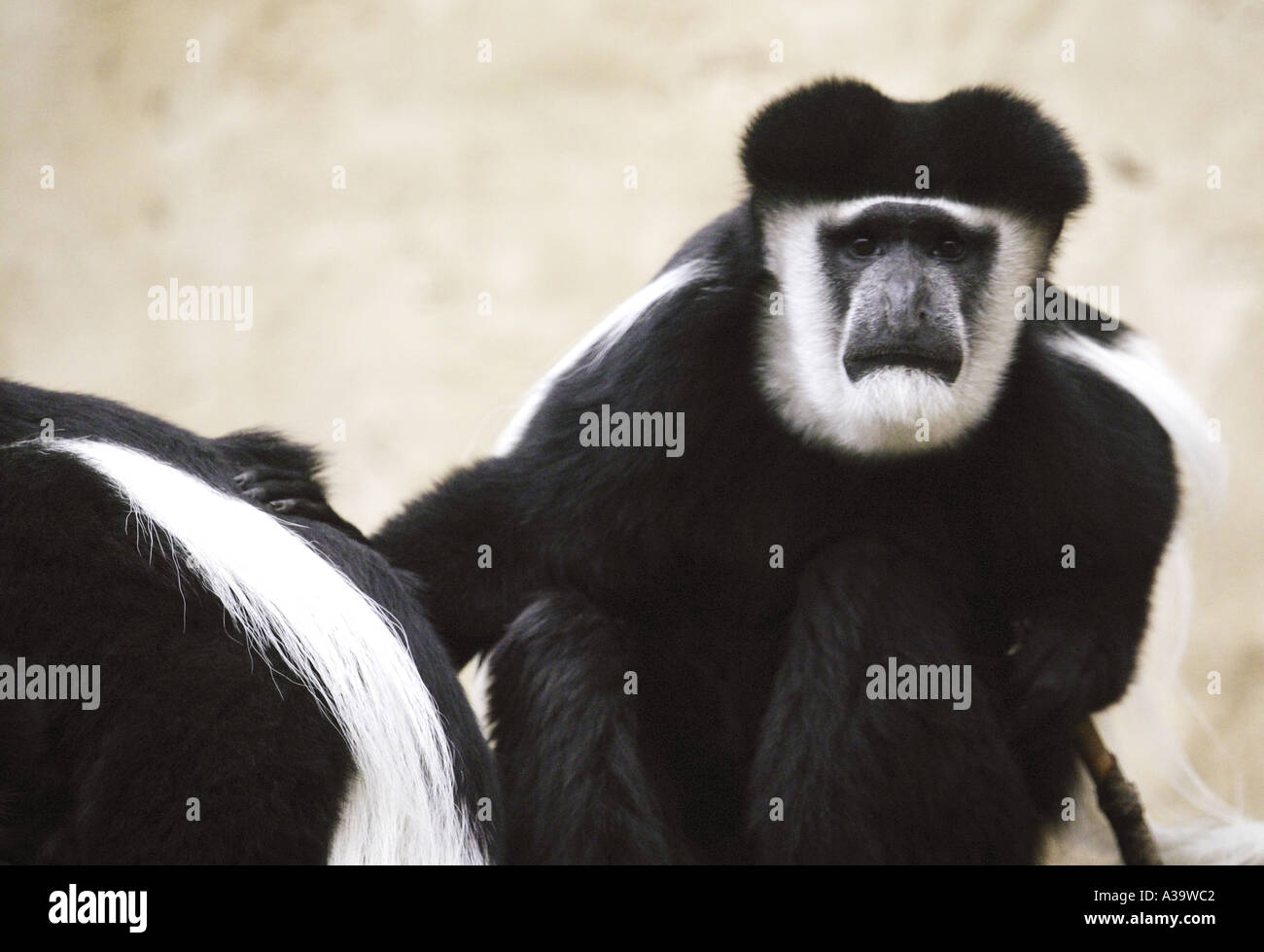 Schwarz weiße -Fotos und -Bildmaterial in hoher Auflösung – Alamy