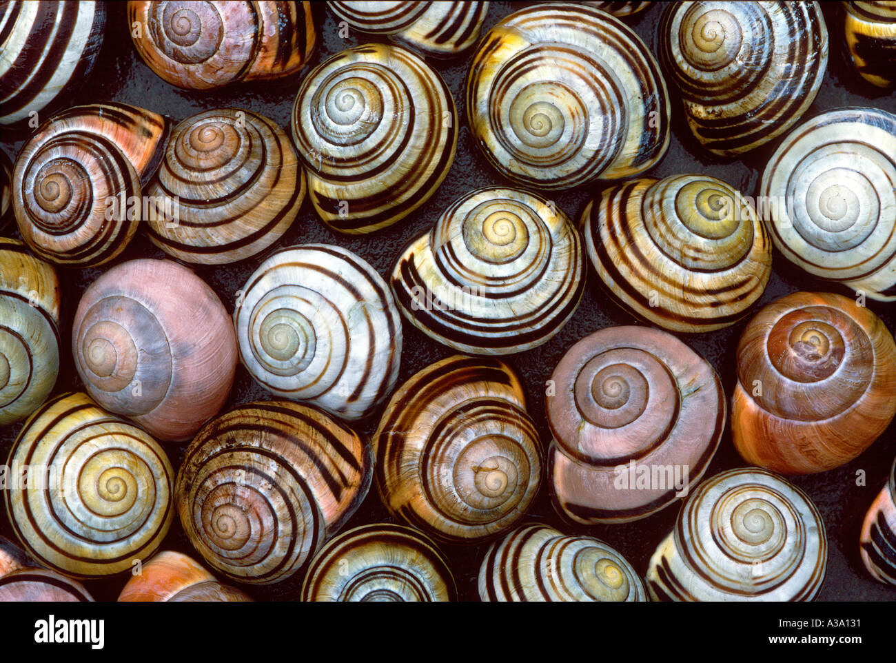 Gebrauchte schnecke viel -Fotos und -Bildmaterial in hoher Auflösung ...