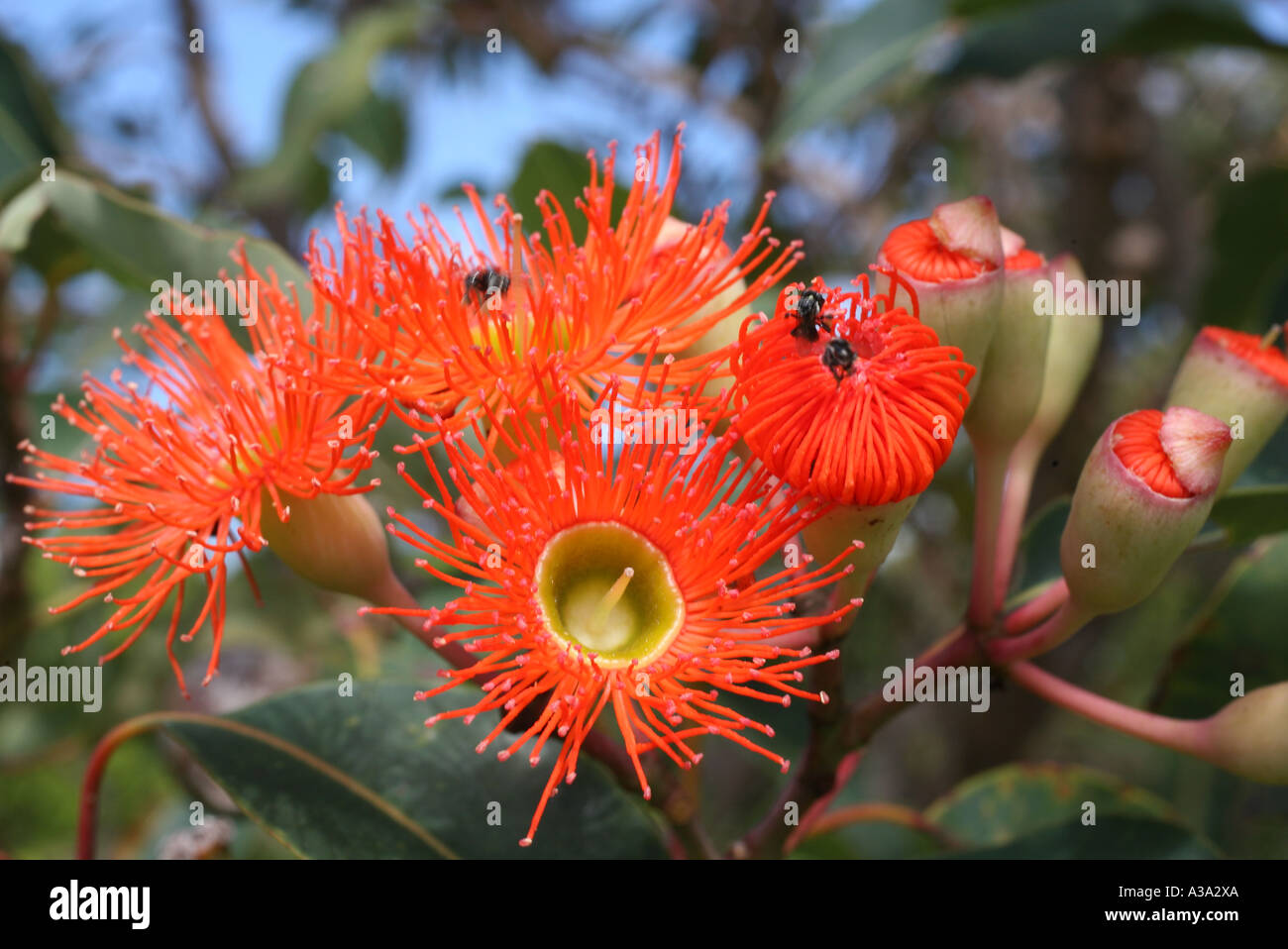 Swamp gum tree -Fotos und -Bildmaterial in hoher Auflösung – Alamy