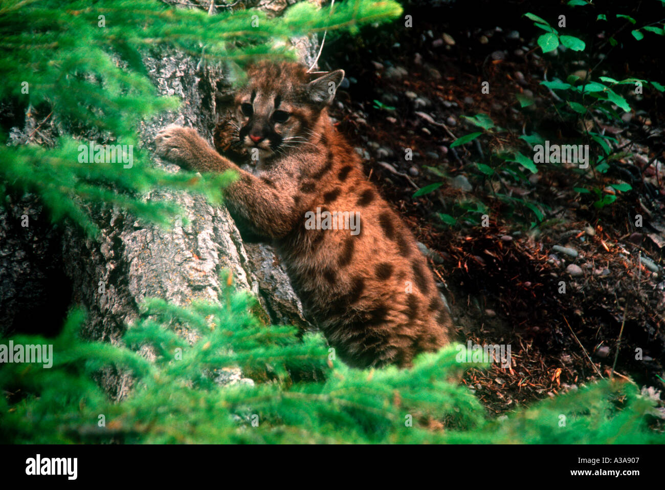 Baby puma Stockfotos und -bilder Kaufen - Alamy