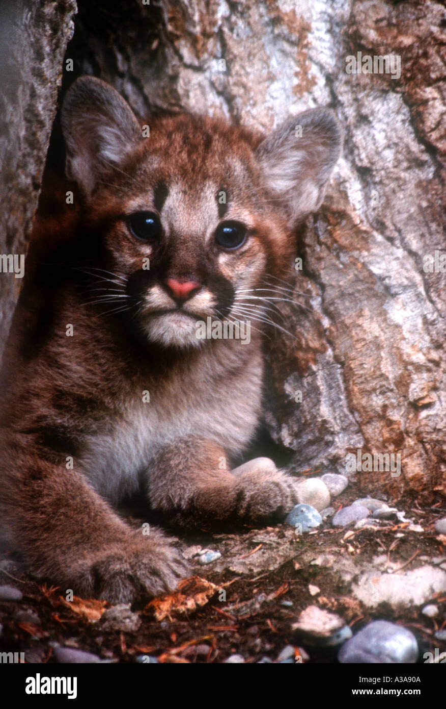 Baby puma -Fotos und -Bildmaterial in hoher Auflösung - Seite 3 - Alamy