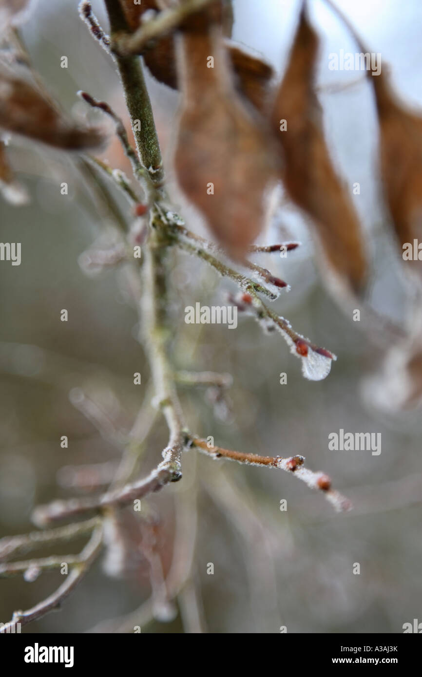 Hornbeam carpinus betulus winter -Fotos und -Bildmaterial in hoher ...