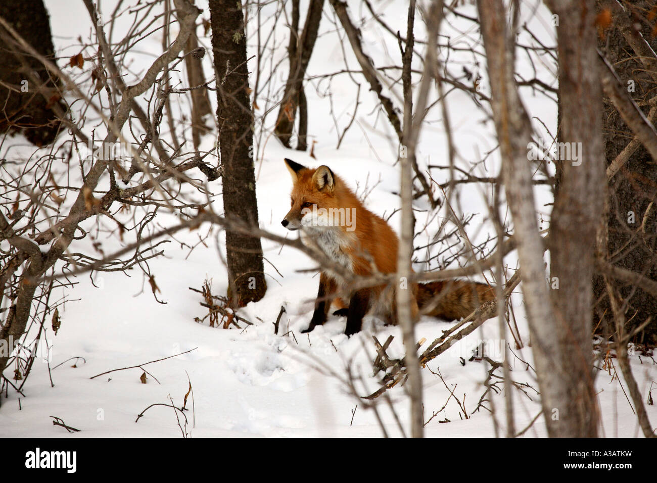 Roter fuchs im wald foto und bild -Fotos und -Bildmaterial in hoher ...