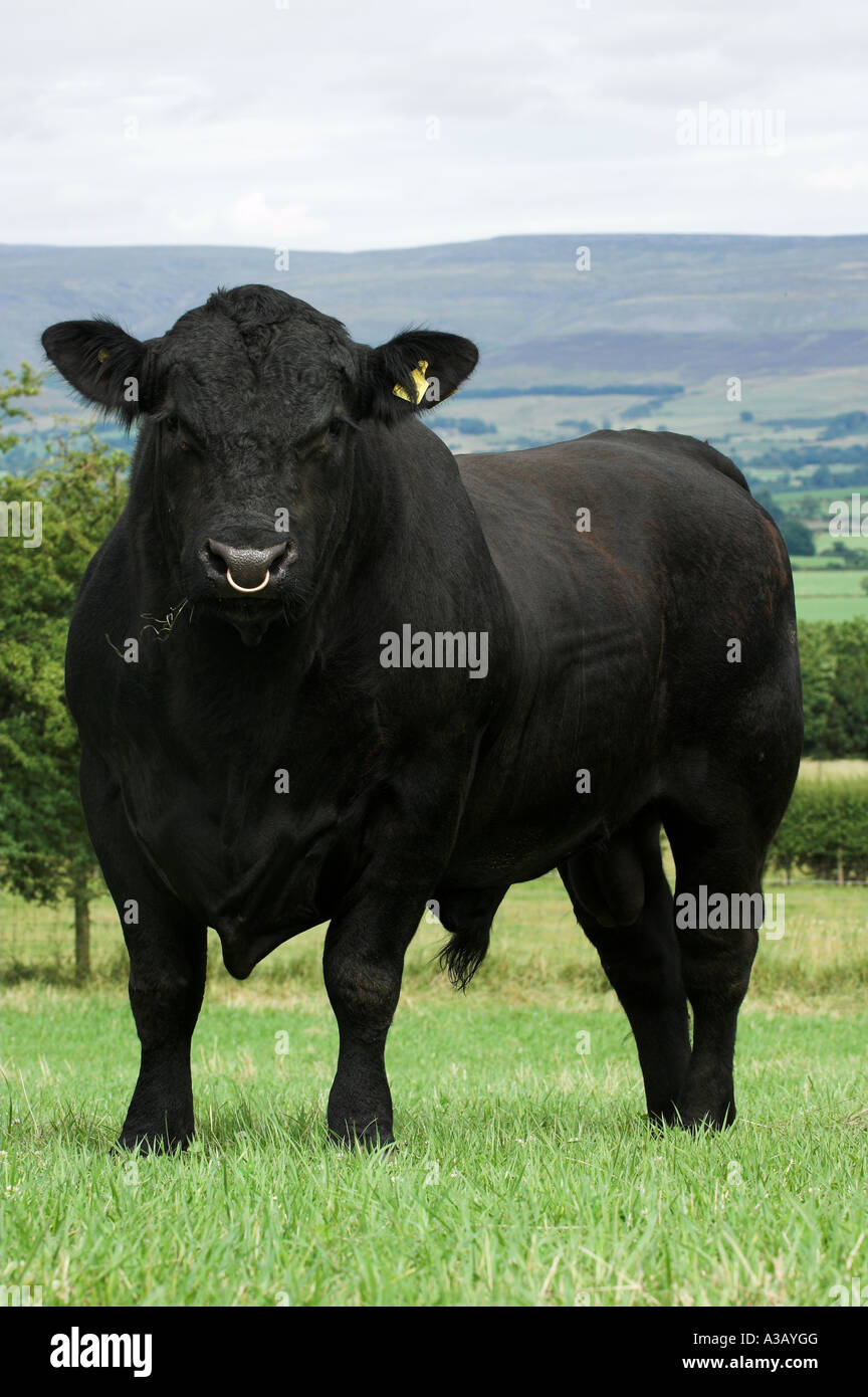 Aberdeen Angus-Stier im Feld Stockfotografie - Alamy