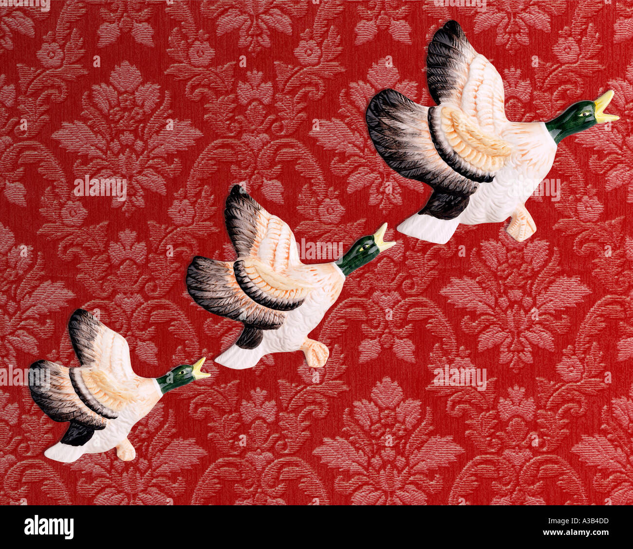 Fliegende enten an der wand -Fotos und -Bildmaterial in hoher Auflösung ...