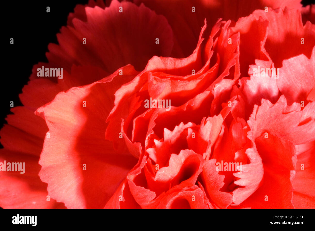 Eine rote nelke -Fotos und -Bildmaterial in hoher Auflösung – Alamy