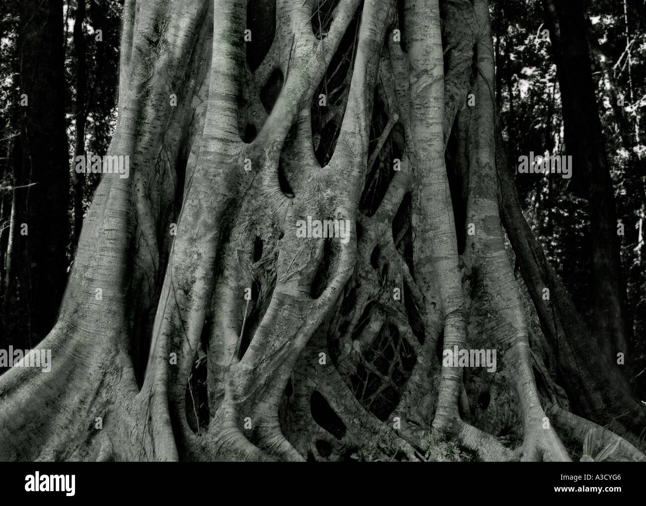 Strangled tree -Fotos und -Bildmaterial in hoher Auflösung – Alamy