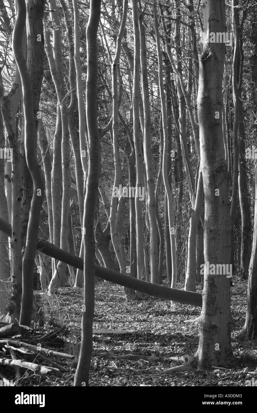 Milton abbas holz -Fotos und -Bildmaterial in hoher Auflösung – Alamy Milton abbas holz -Fotos und -Bildmaterial in hoher Auflösung – Alamy