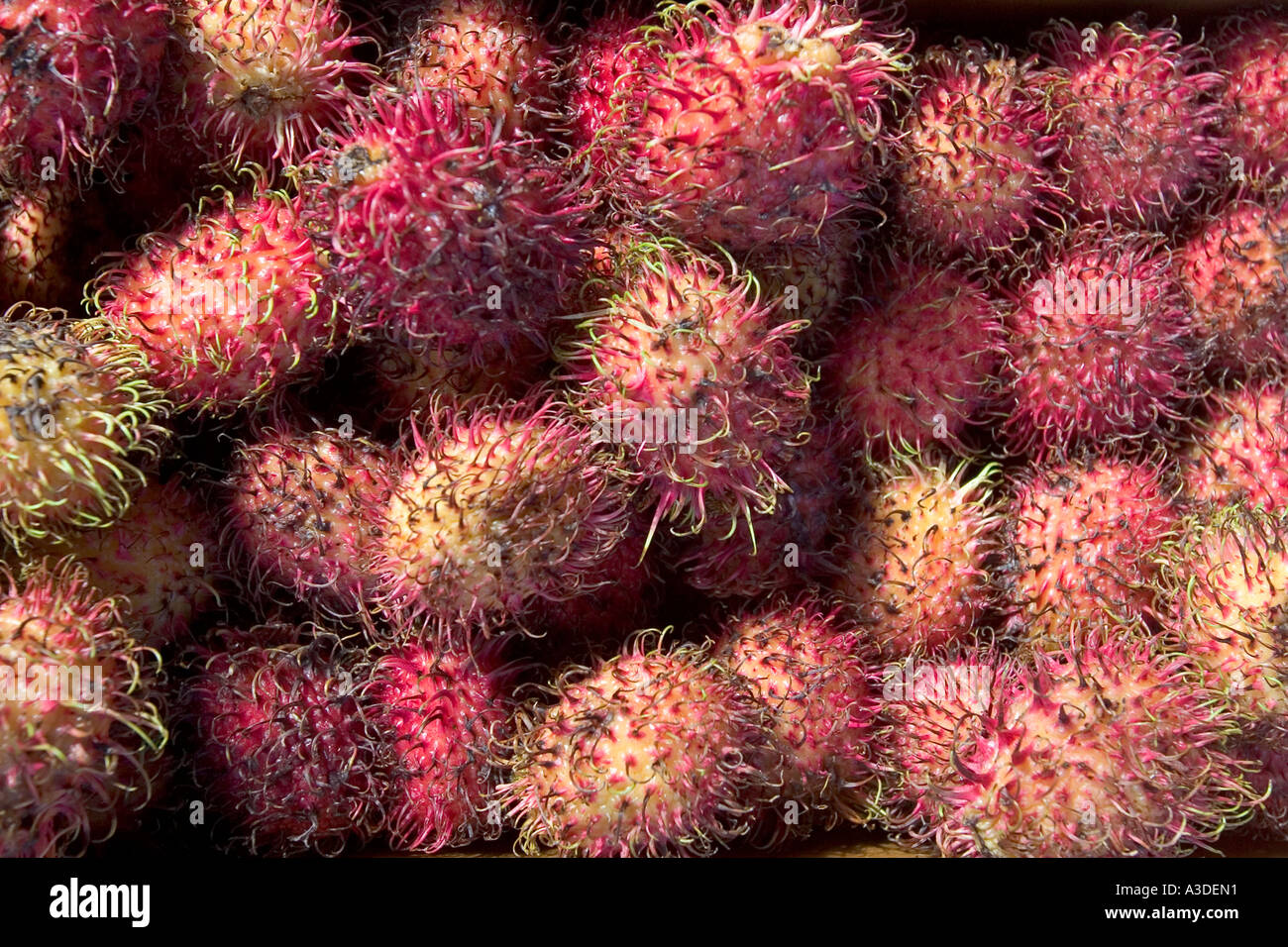 Hairy Lychee Stockfotos & Hairy Lychee Bilder - Alamy