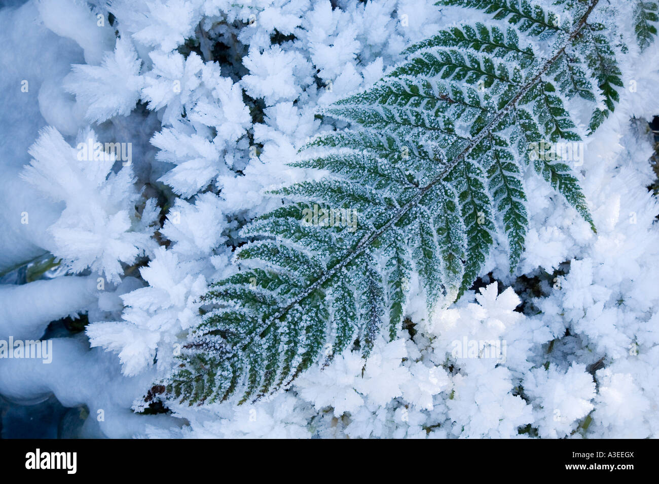 A fern leaf -Fotos und -Bildmaterial in hoher Auflösung - Seite 3 - Alamy