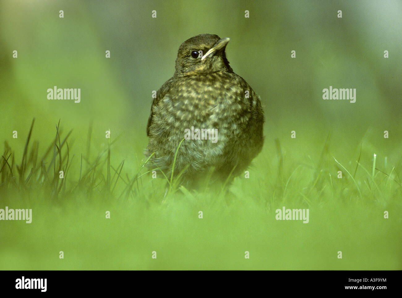 Amsel turdus merula juvenile auf garten rasen -Fotos und -Bildmaterial ...