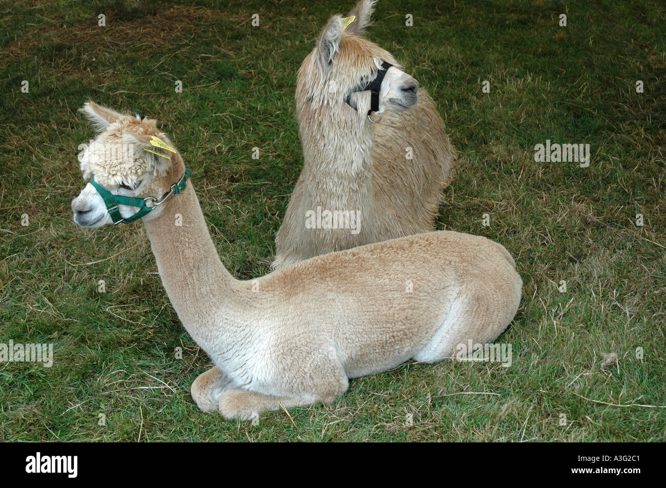 2 alpaka -Fotos und -Bildmaterial in hoher Auflösung – Alamy