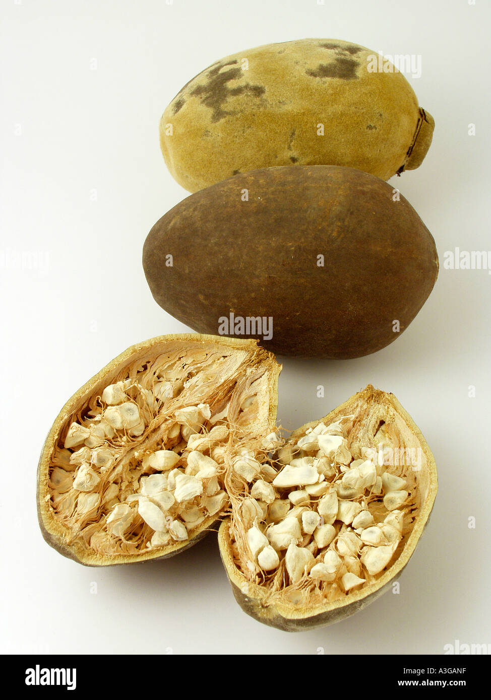 Baobab samen -Fotos und -Bildmaterial in hoher Auflösung – Alamy