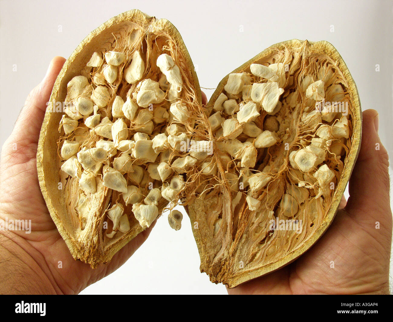 Baobab tree fruit -Fotos und -Bildmaterial in hoher Auflösung – Alamy
