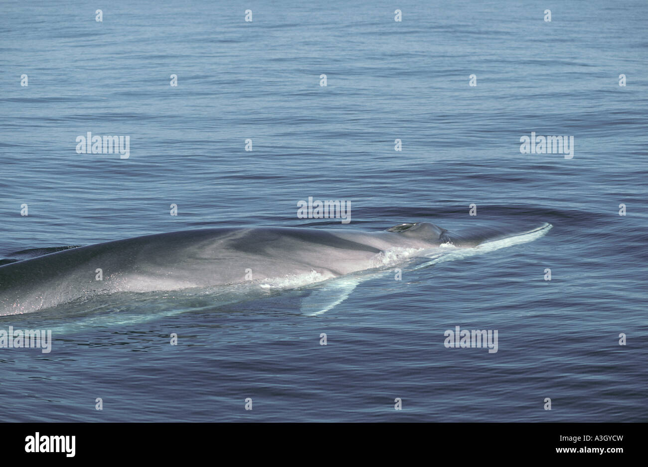 Whale sea of cortez fin -Fotos und -Bildmaterial in hoher Auflösung – Alamy