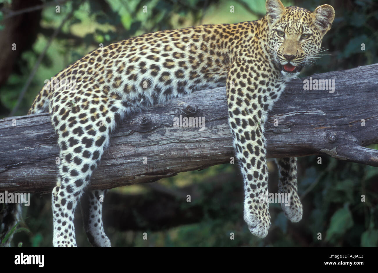 Bild des leoparden im baum Stockfotos und -bilder Kaufen - Alamy