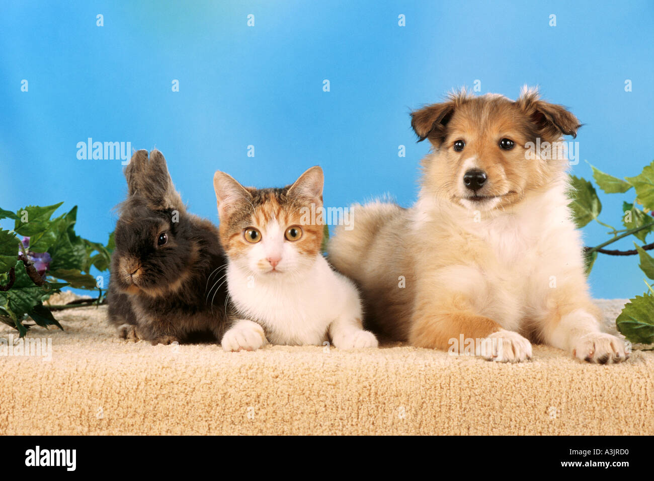Katzen bekommen die jungen kaninchen -Fotos und -Bildmaterial in hoher ...