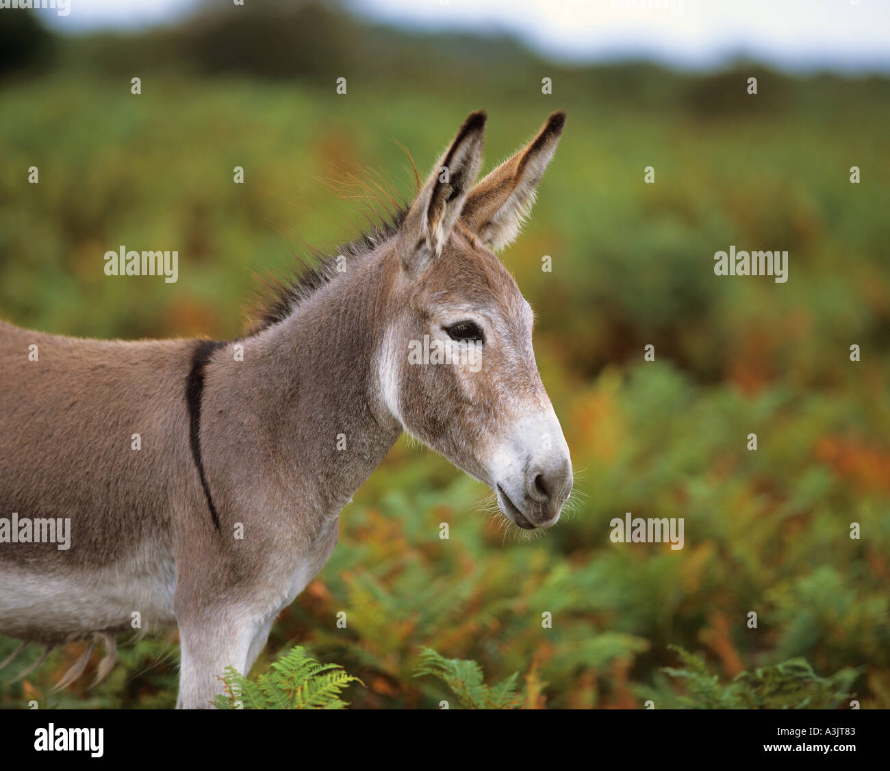 Esel benutzen -Fotos und -Bildmaterial in hoher Auflösung – Alamy