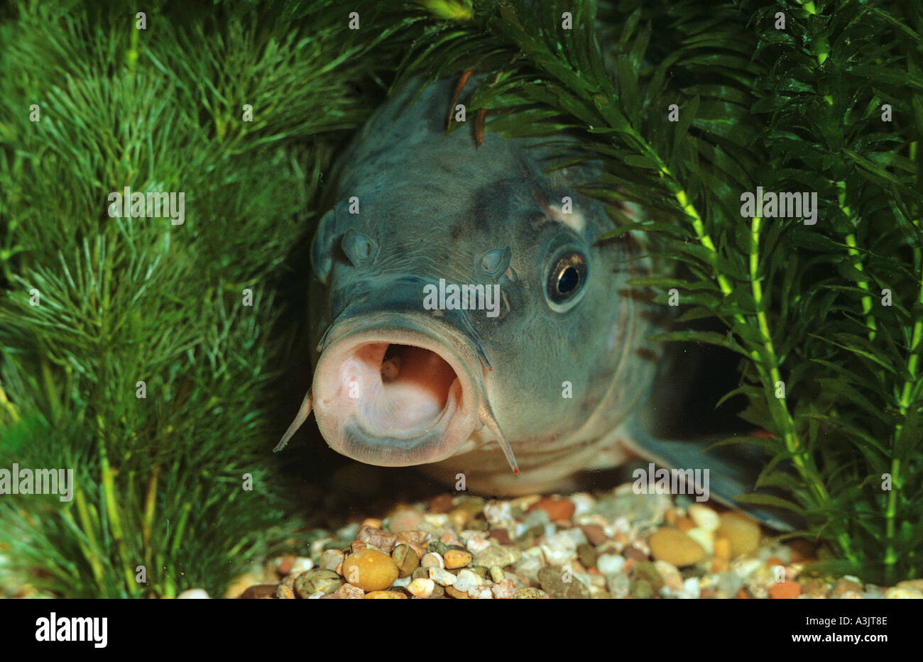 Carp open mouth -Fotos und -Bildmaterial in hoher Auflösung – Alamy