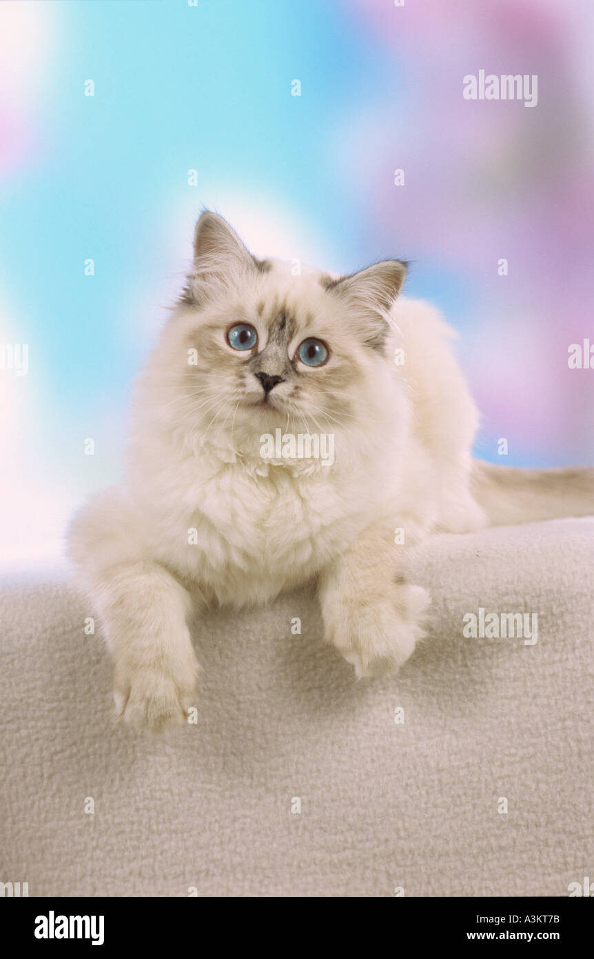 Heilige birma katze -Fotos und -Bildmaterial in hoher Auflösung – Alamy