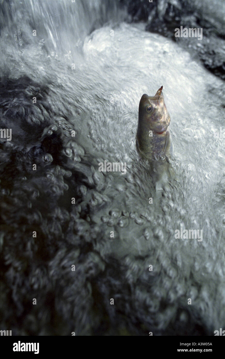 Forelle springt -Fotos und -Bildmaterial in hoher Auflösung – Alamy