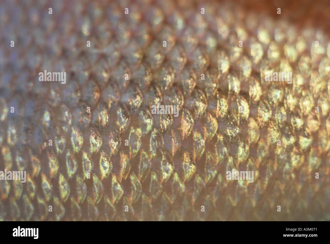 Fischschuppen farben -Fotos und -Bildmaterial in hoher Auflösung – Alamy