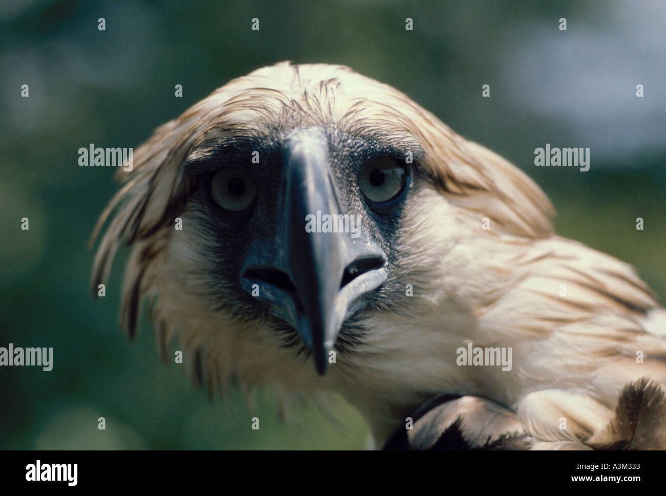 Vogel Adler Affe Essen Stockfotografie - Alamy