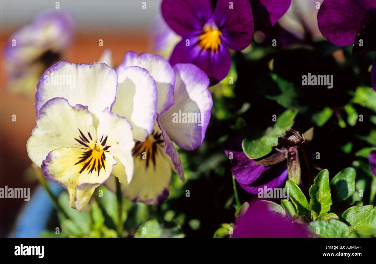 Viola spp -Fotos und -Bildmaterial in hoher Auflösung – Alamy