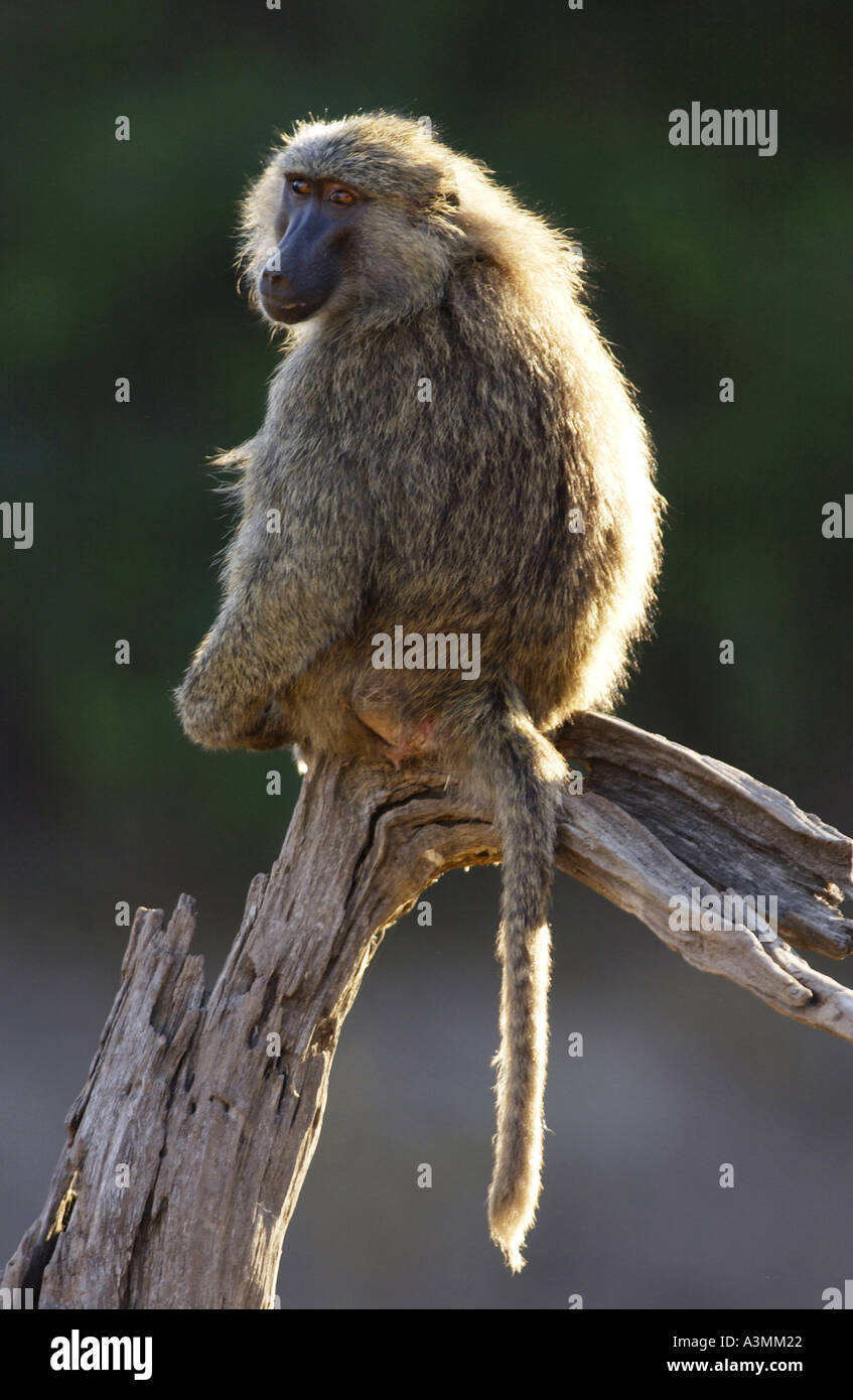 Eine olive auf einem zweig -Fotos und -Bildmaterial in hoher Auflösung ...