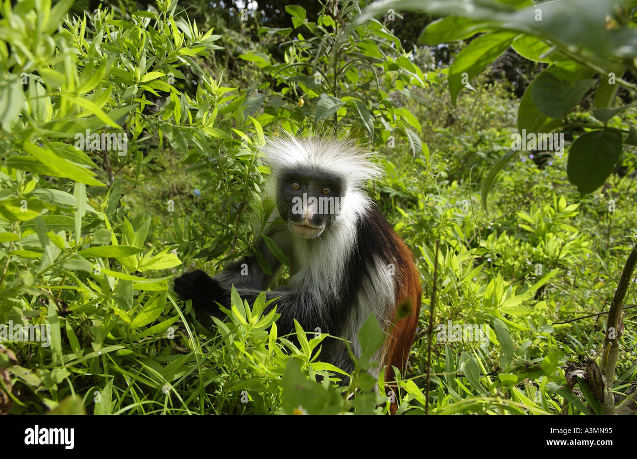 Auf affeninsel -Fotos und -Bildmaterial in hoher Auflösung – Alamy
