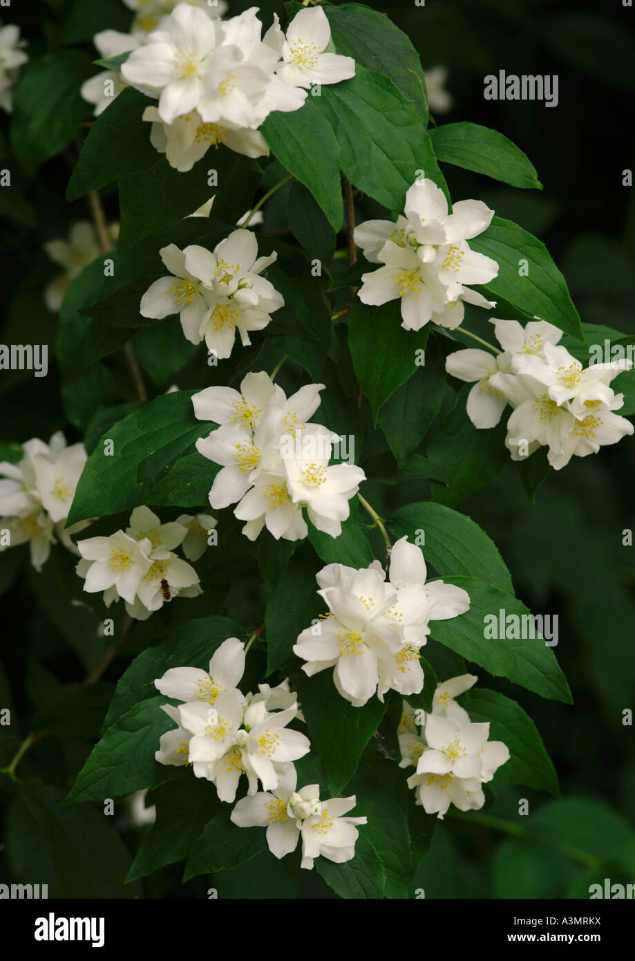 Zierliche deutzie -Fotos und -Bildmaterial in hoher Auflösung – Alamy