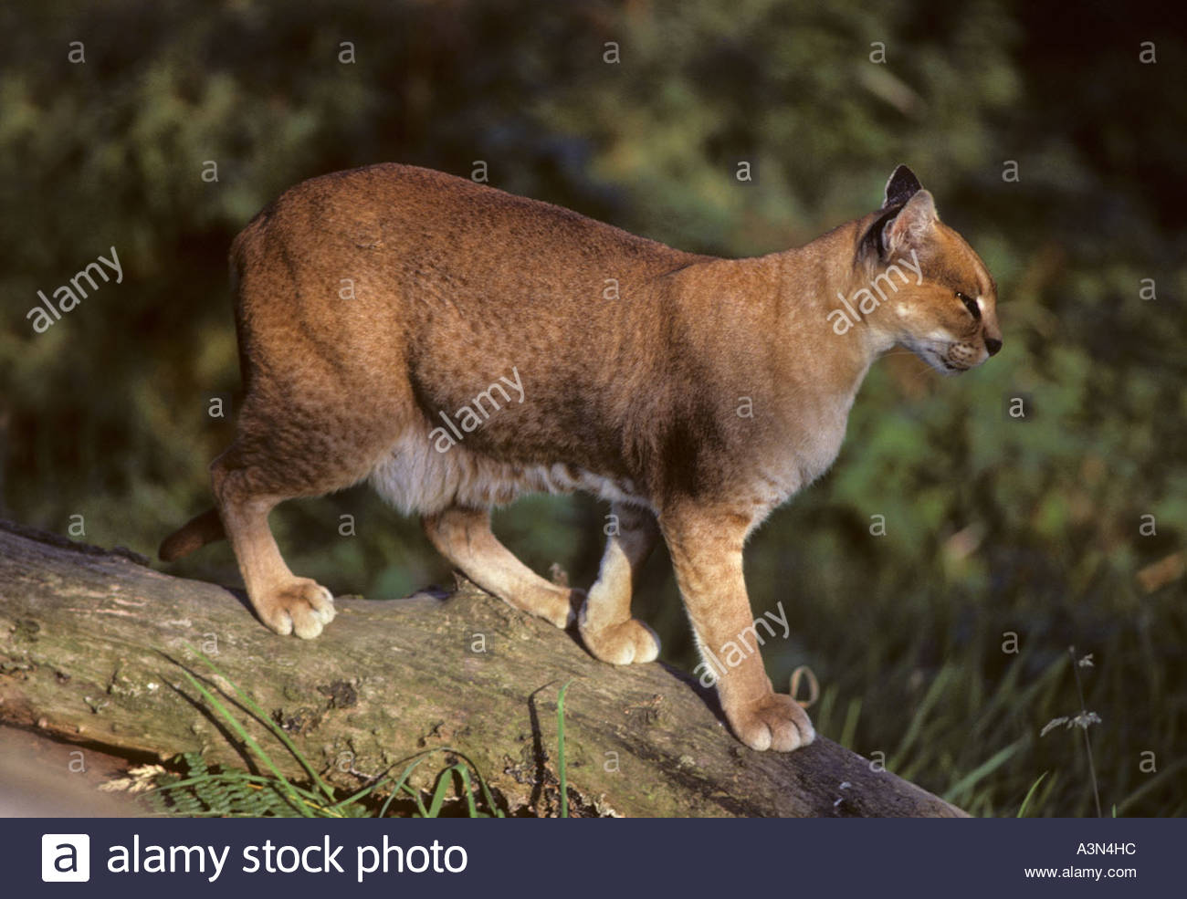 Afrikanische Goldkatze Stockfotos & Afrikanische Goldkatze Bilder - Alamy