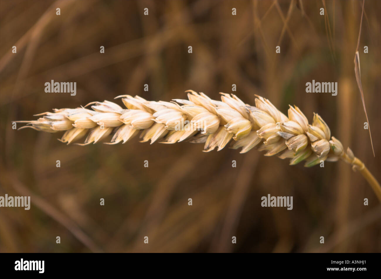Triticum aestivum brotweizen -Fotos und -Bildmaterial in hoher ...