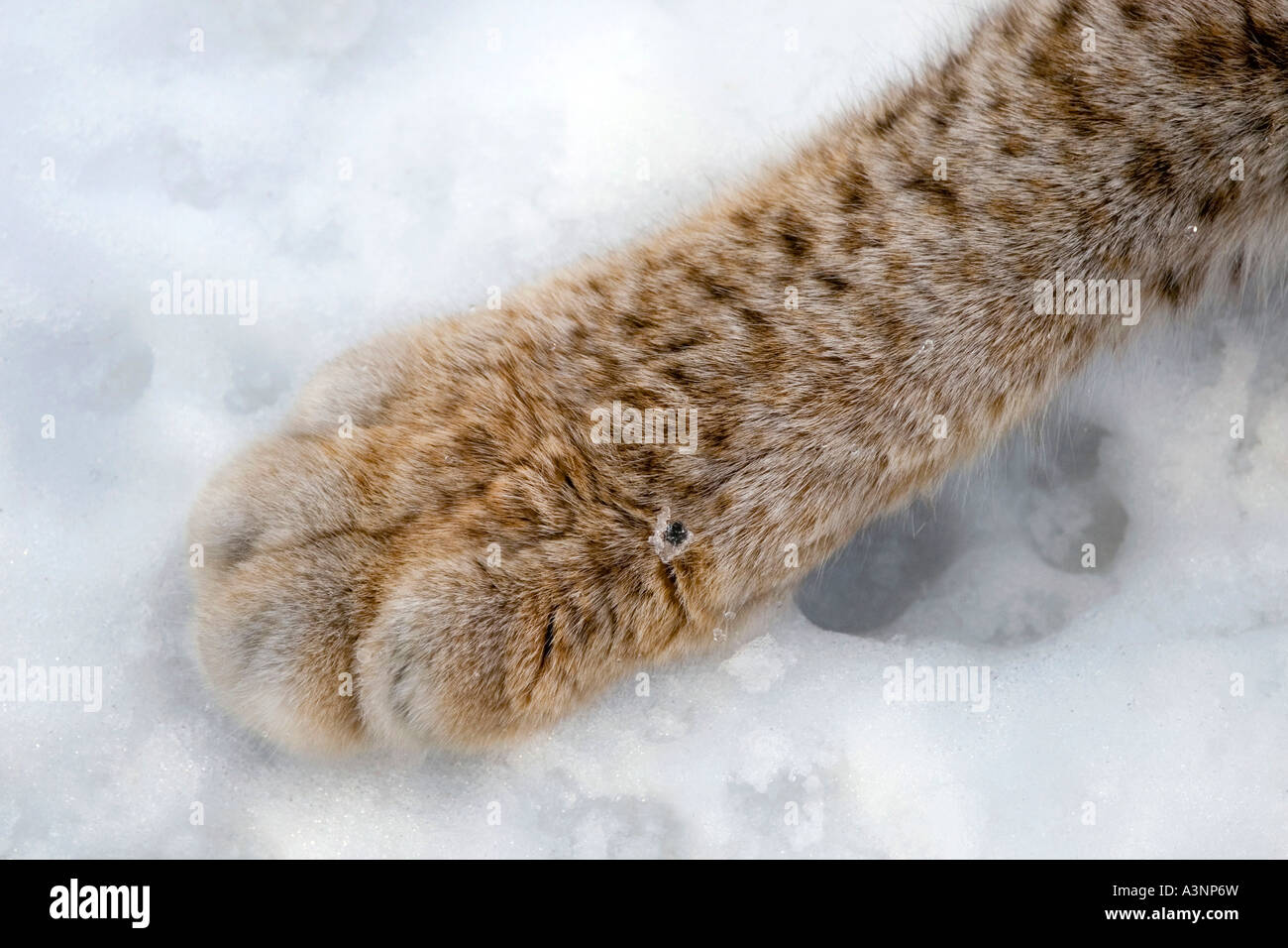 Luchs fuß -Fotos und -Bildmaterial in hoher Auflösung – Alamy
