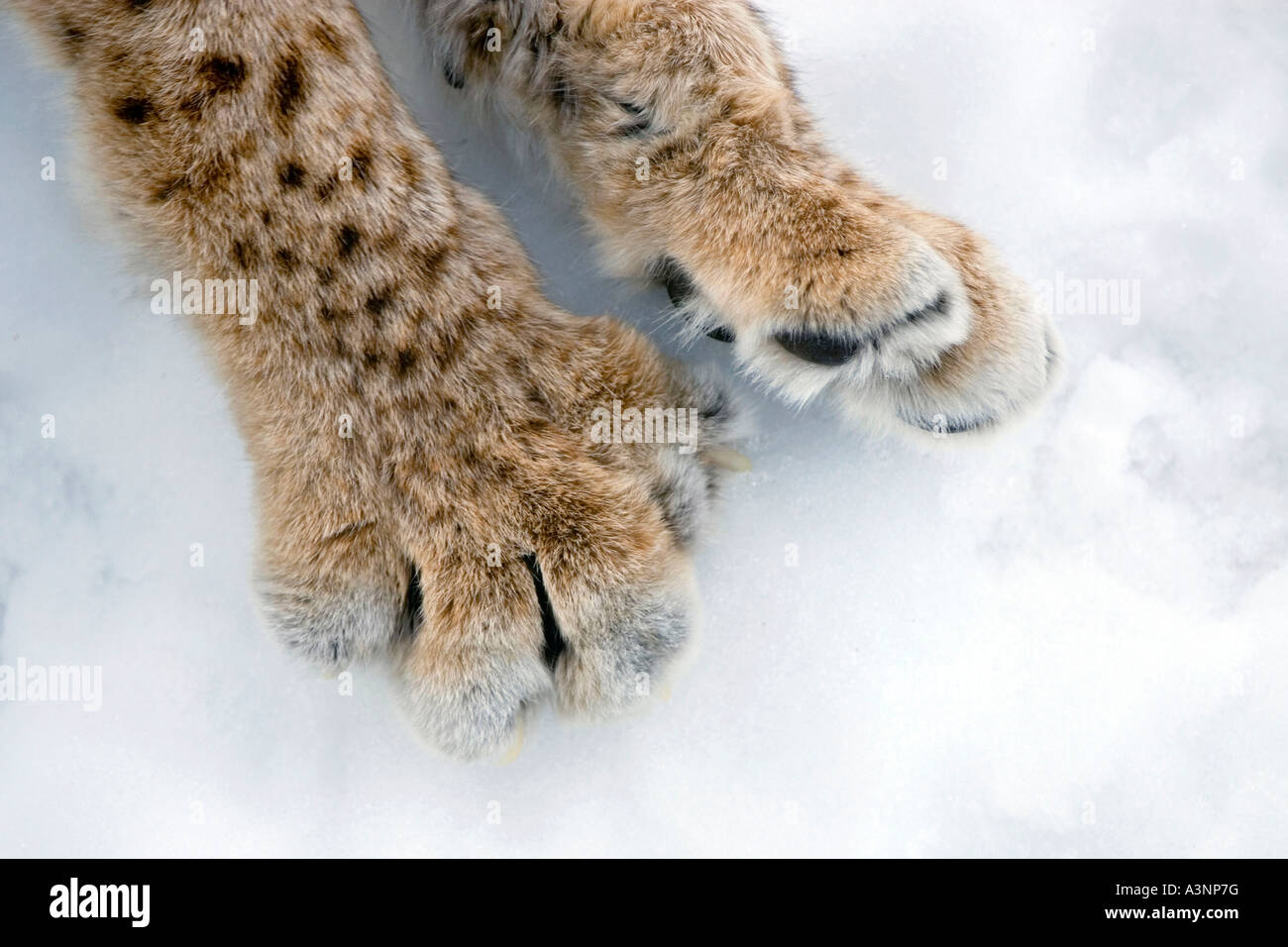 Luchs fuß -Fotos und -Bildmaterial in hoher Auflösung – Alamy
