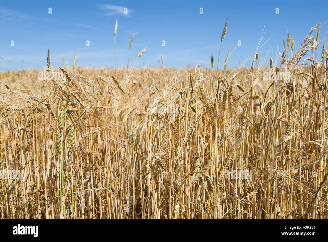 Sechs geruderte gerste -Fotos und -Bildmaterial in hoher Auflösung – Alamy