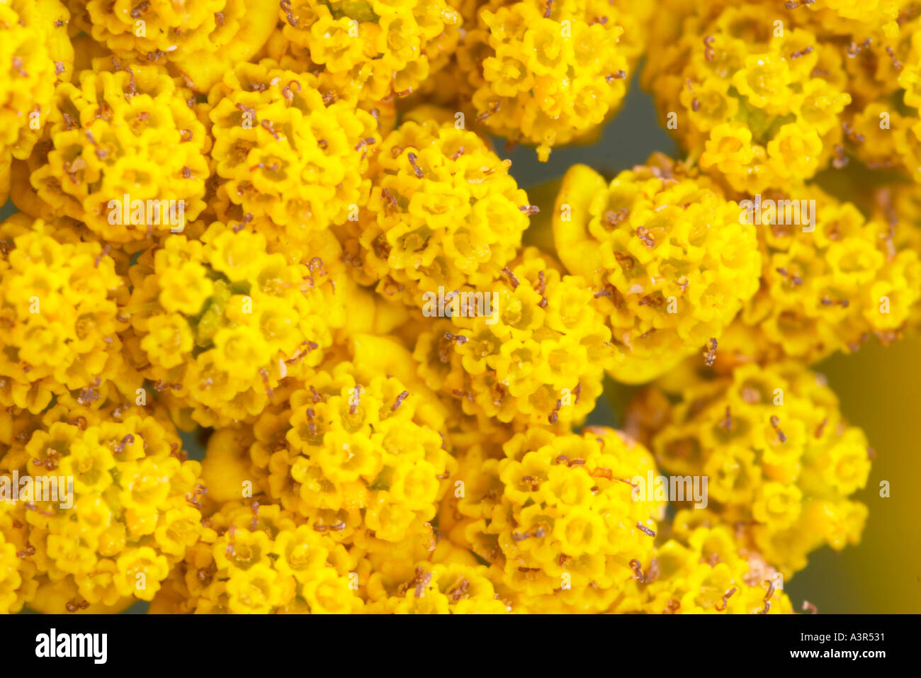 Achillea coronation gold -Fotos und -Bildmaterial in hoher Auflösung ...