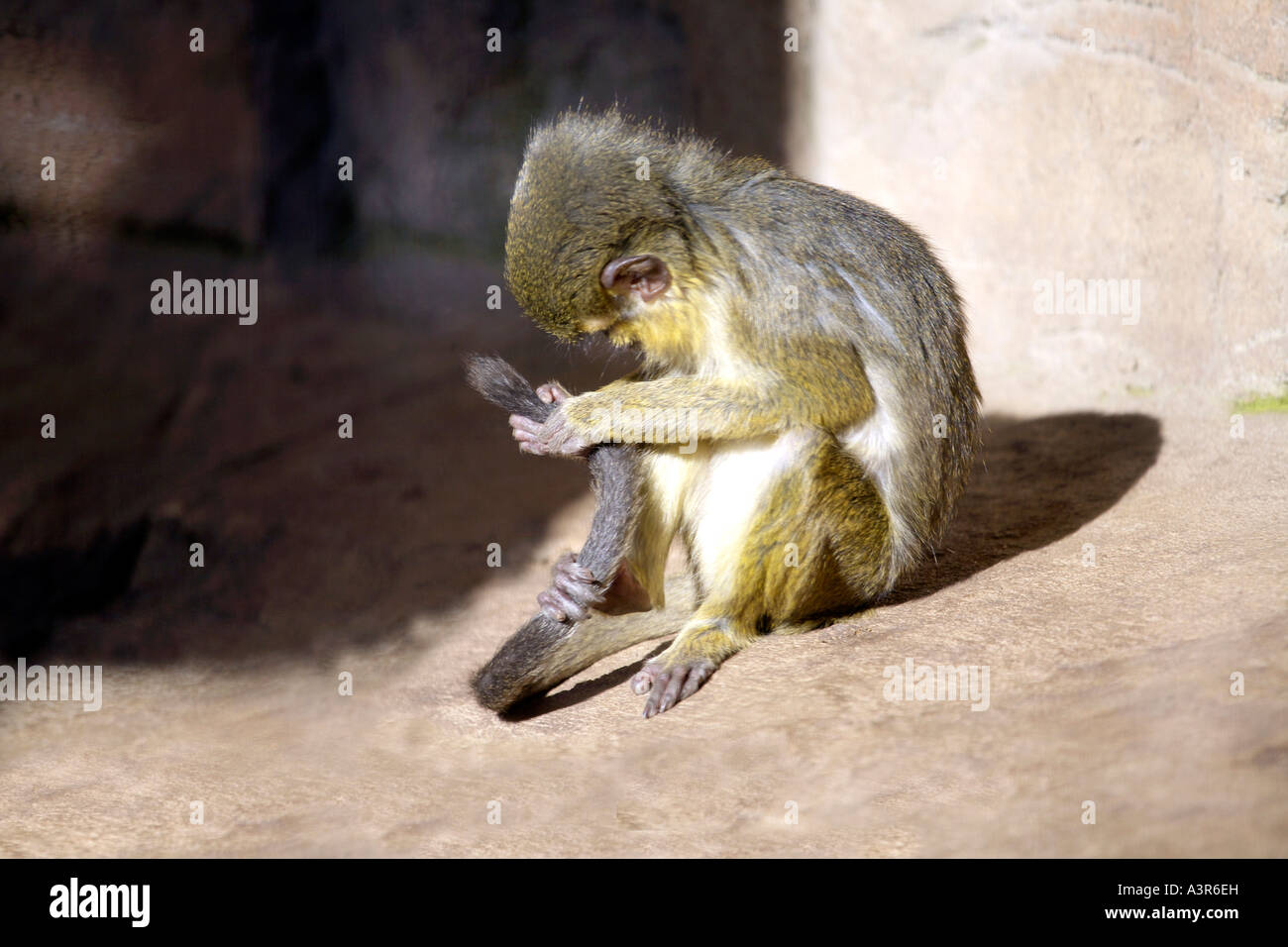 Miopithecus talapoin -Fotos und -Bildmaterial in hoher Auflösung – Alamy