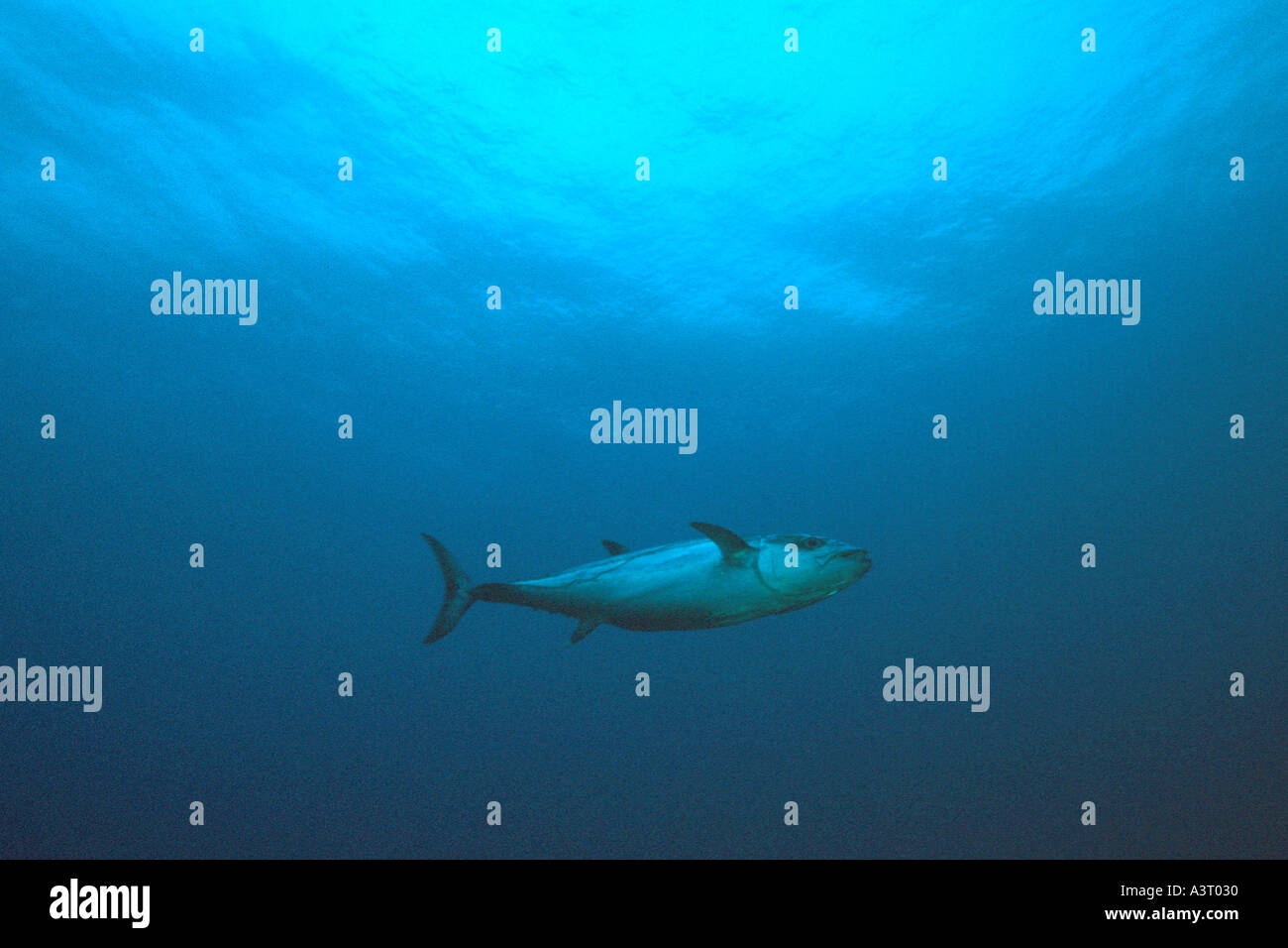 Thunfisch evolution -Fotos und -Bildmaterial in hoher Auflösung – Alamy