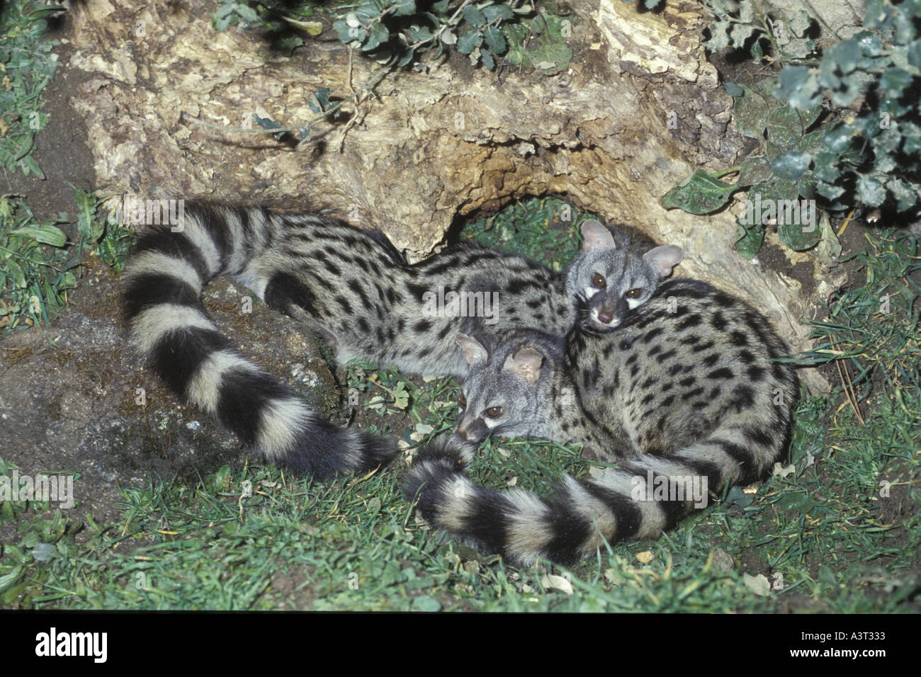 Ginsterkatzen Genetta Genetta Spanien Carlos Sanz V W Stockfotografie ...