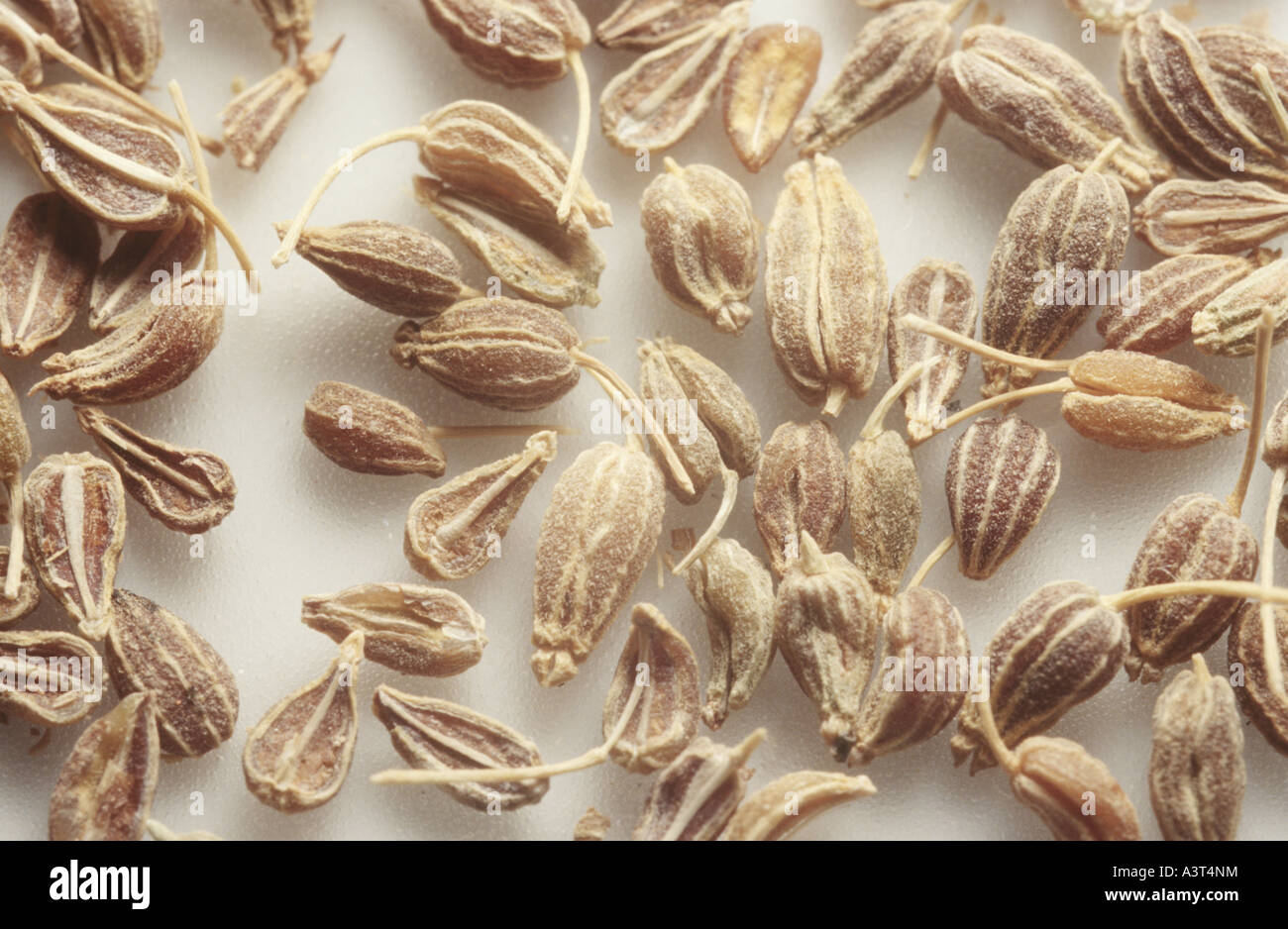 Schizocarp frucht -Fotos und -Bildmaterial in hoher Auflösung – Alamy