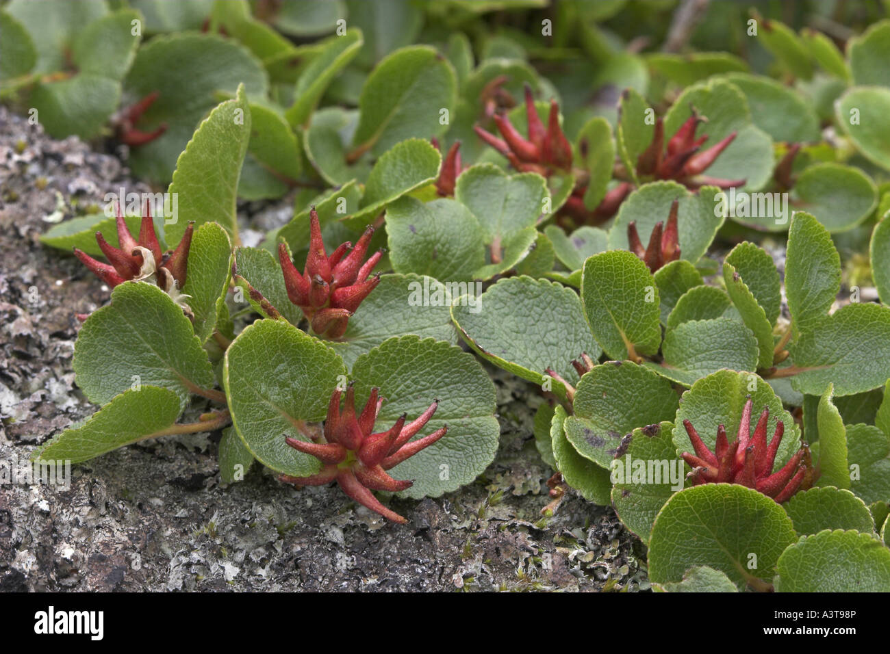 Zwerg-Weide (Salix Herbacea), weibliche Pflanze, Früchte ...