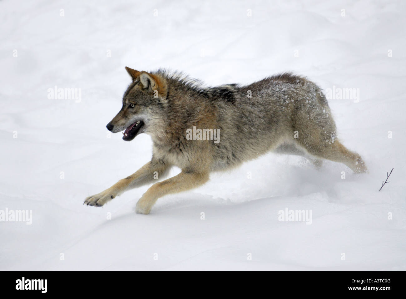 Springender wolf -Fotos und -Bildmaterial in hoher Auflösung – Alamy