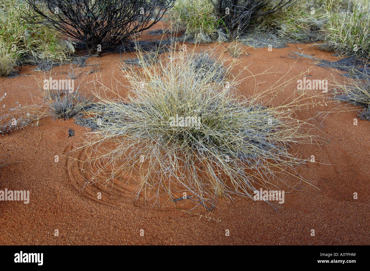 Triodia spp -Fotos und -Bildmaterial in hoher Auflösung – Alamy