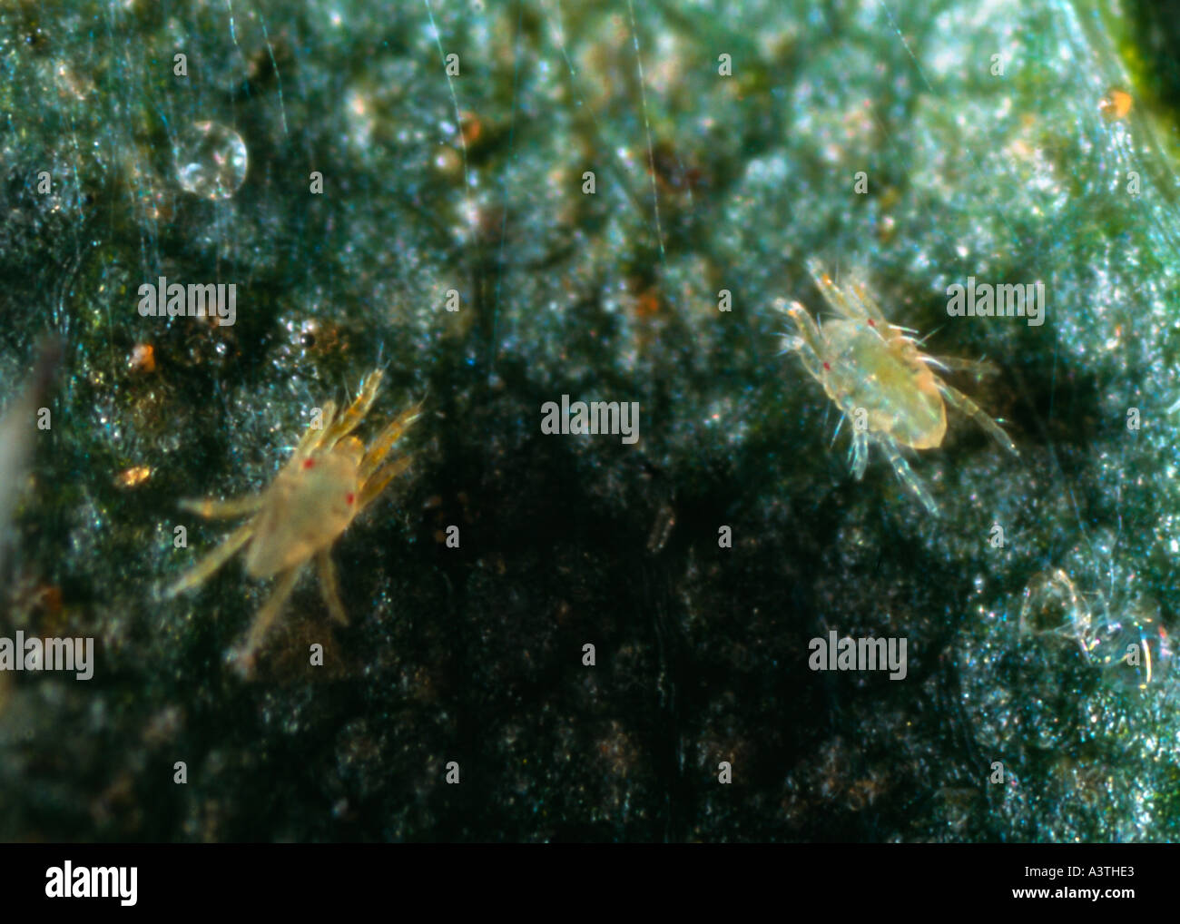 Zwei spotted oder rote spinnmilbe -Fotos und -Bildmaterial in hoher ...