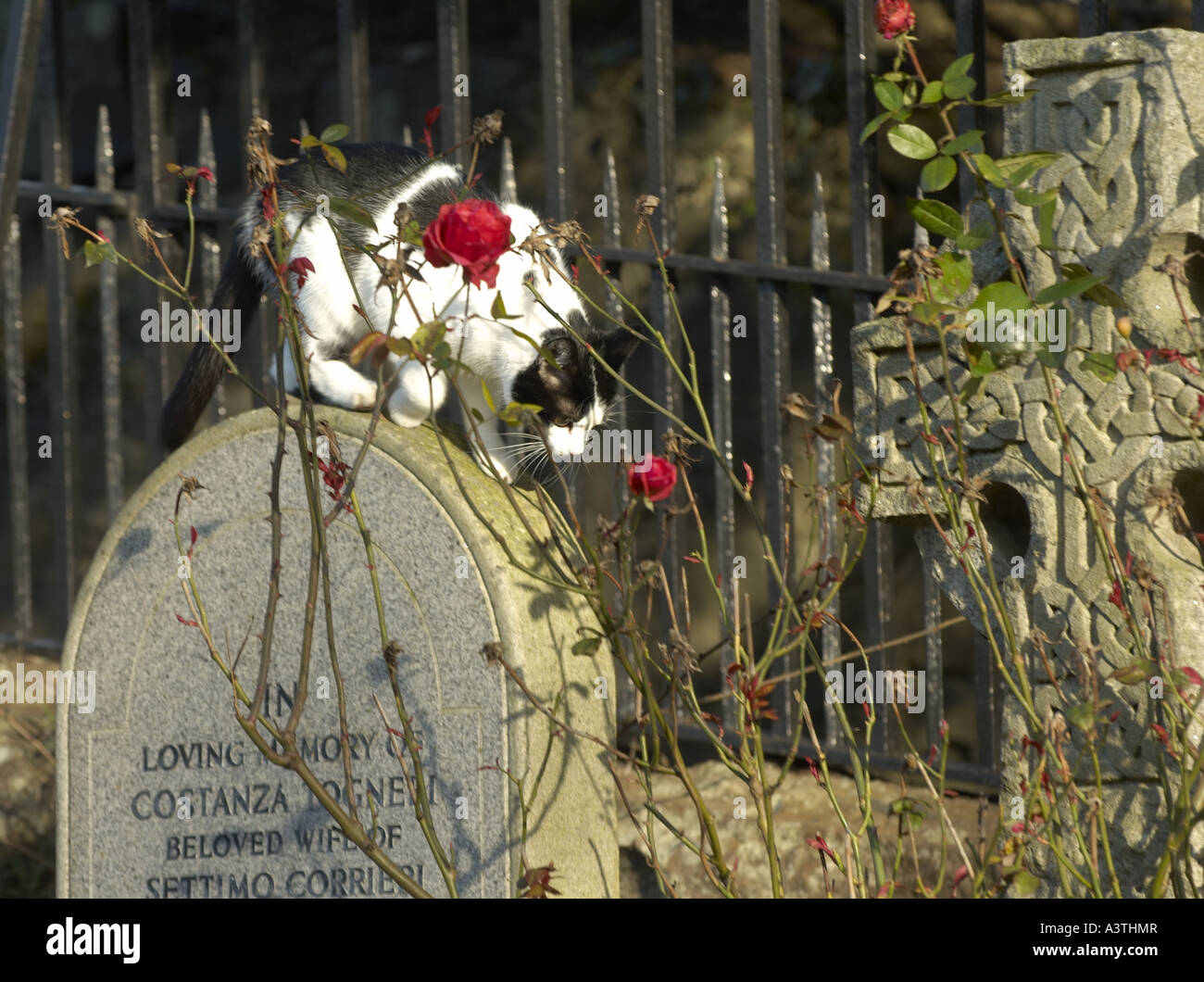 Verspielte Katze stehend auf einem Grabstein Stirling Castle Friedhof ...