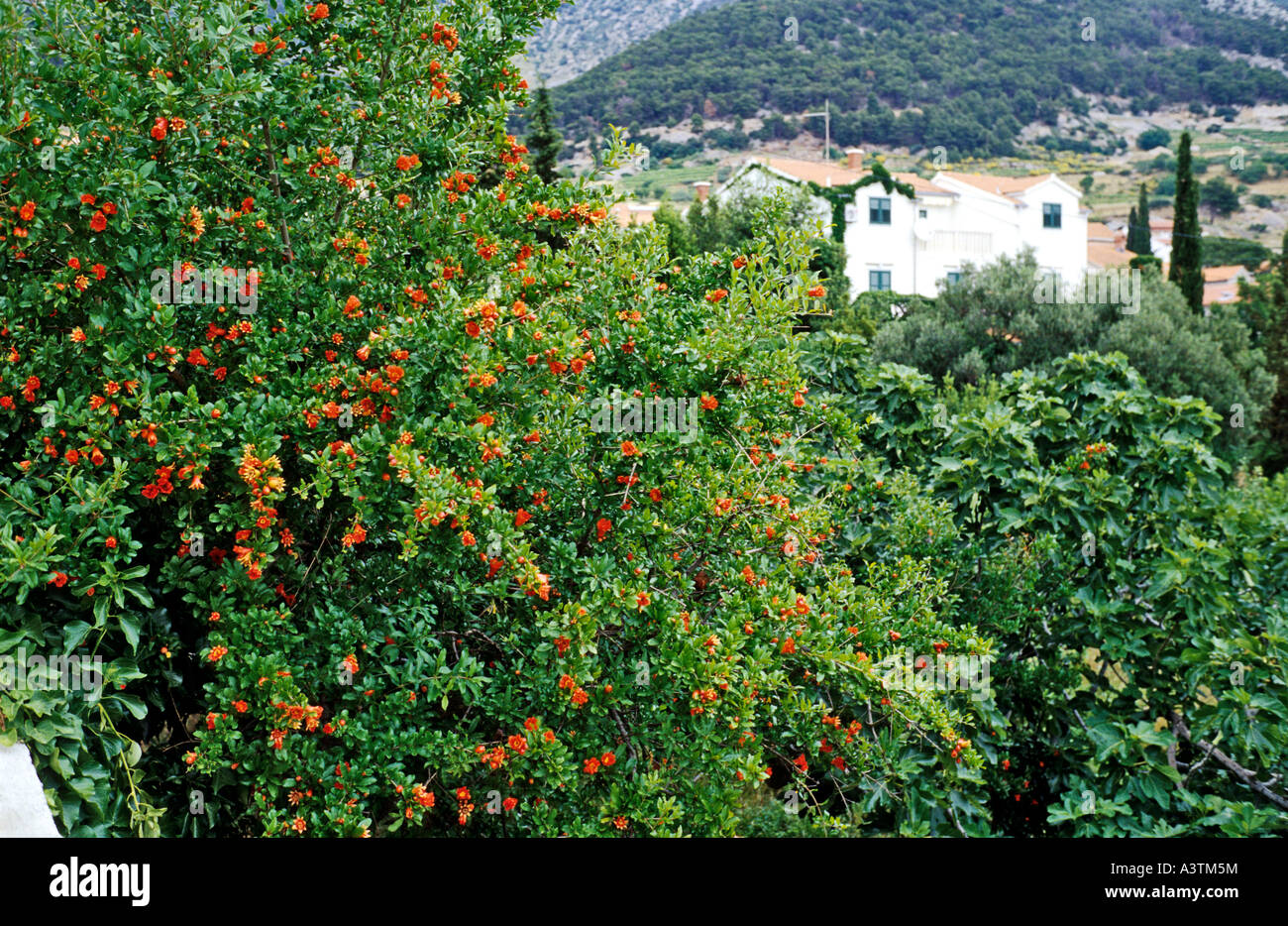 Aussichtspunkt feigenbaum -Fotos und -Bildmaterial in hoher Auflösung ...