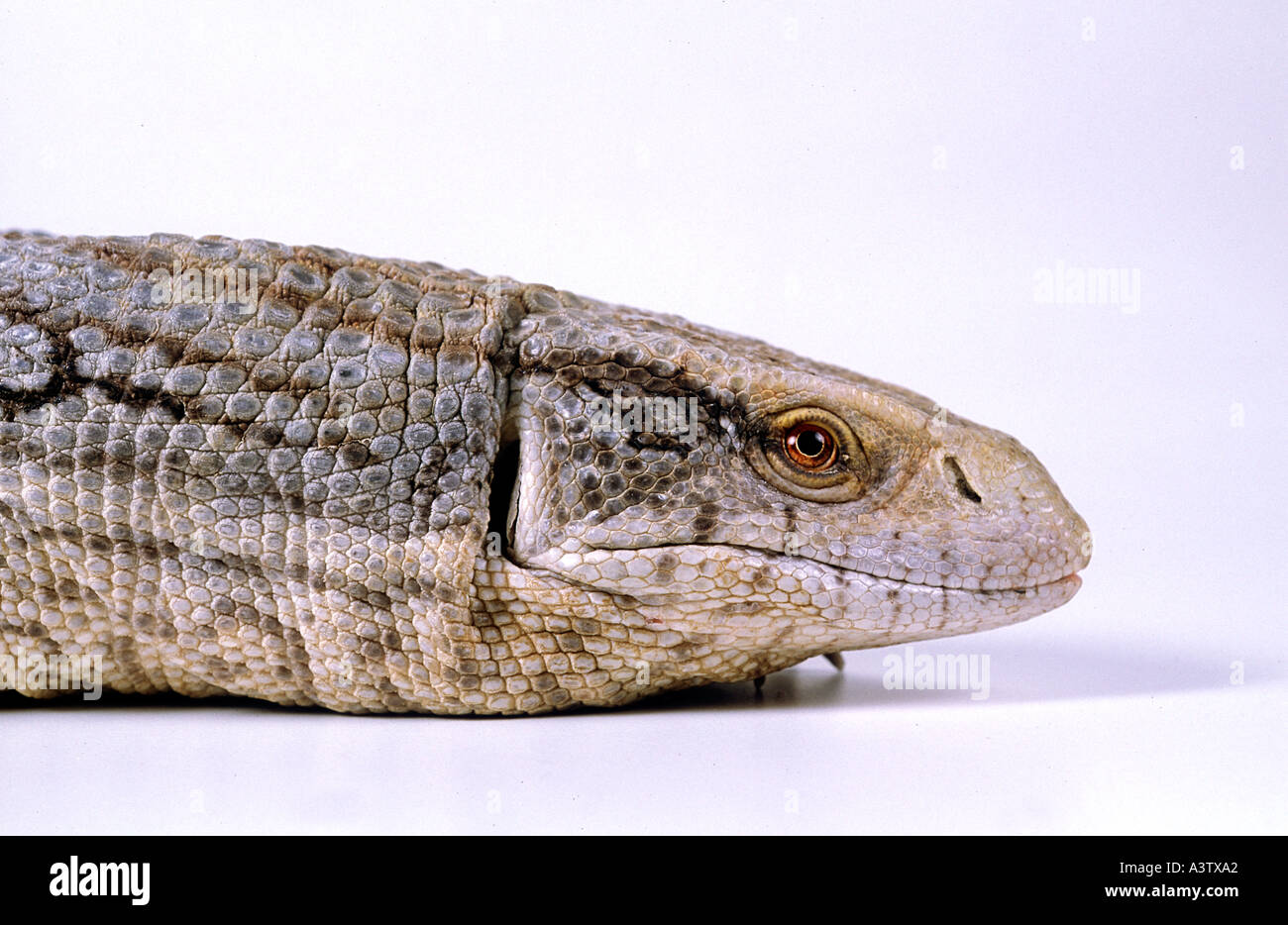 Savannah monitor varanus exanthematicus -Fotos und -Bildmaterial in ...